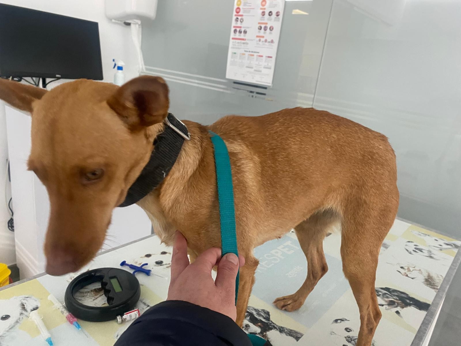 Podenco Ginger (teefje) - Beschikbaar - Galgo Project