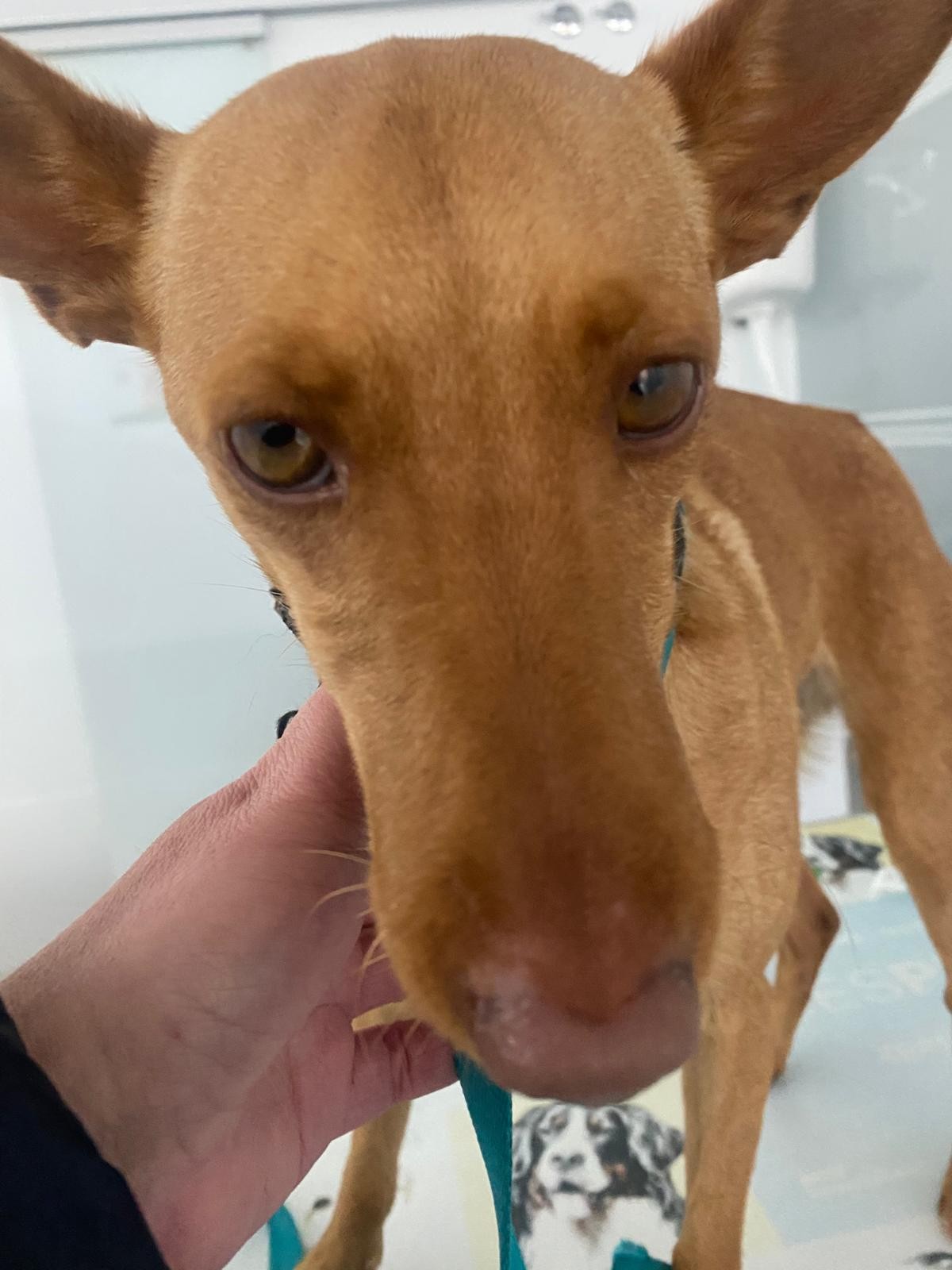 Podenco Ginger (teefje) - Beschikbaar - Galgo Project