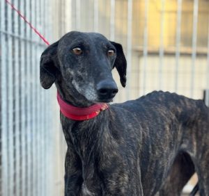 Gitana II (Teef) Status beschikbaar - Galgo Project