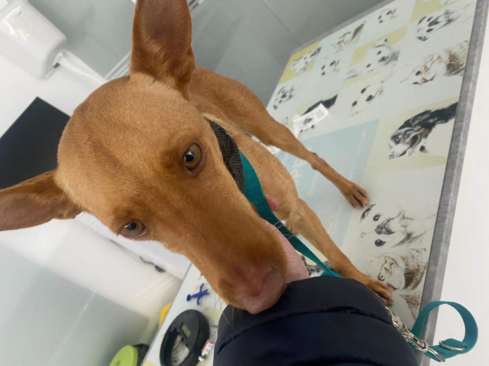 Podenco Ginger (teefje) - Beschikbaar - Galgo Project
