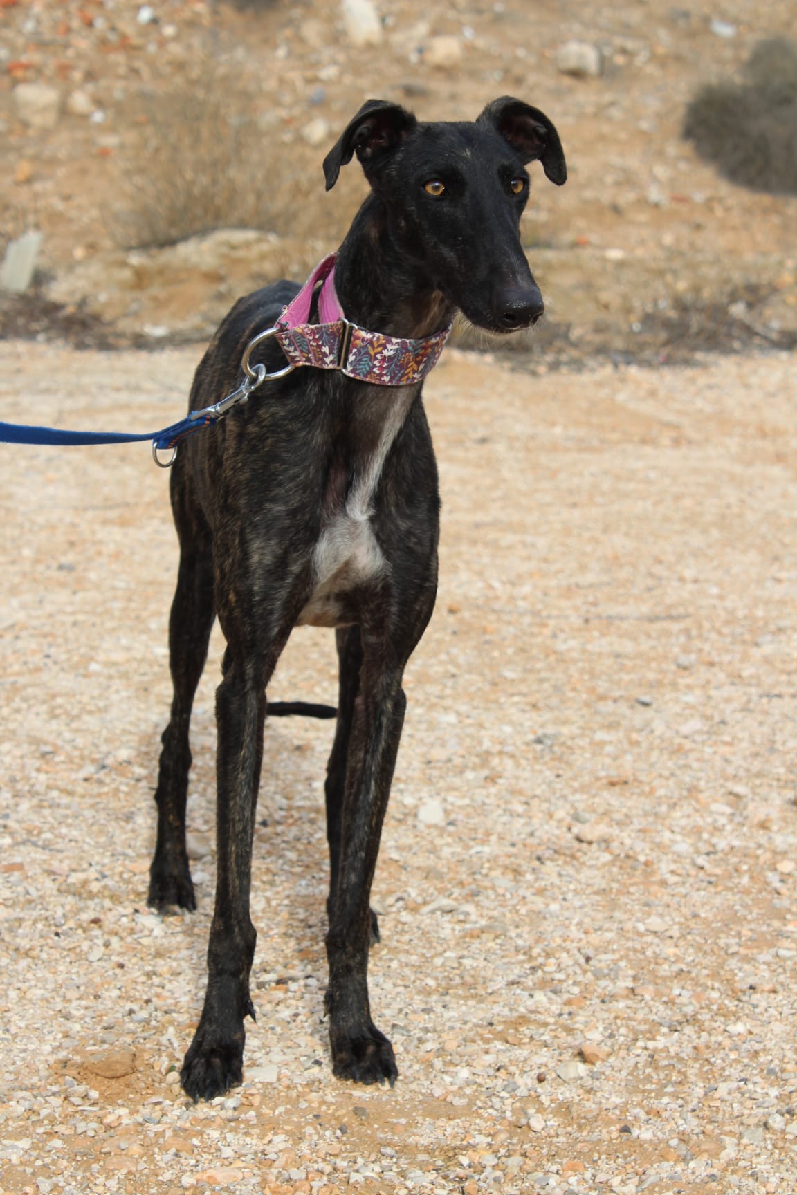 Pirrina (Teef) Status beschikbaar - Galgo Project